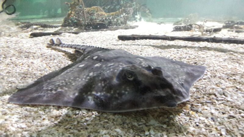 SEA LIFE Great Yarmouth - FAQ