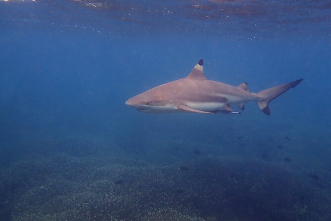 Snorkeling Trip to Pigeon Island - The Sum Up