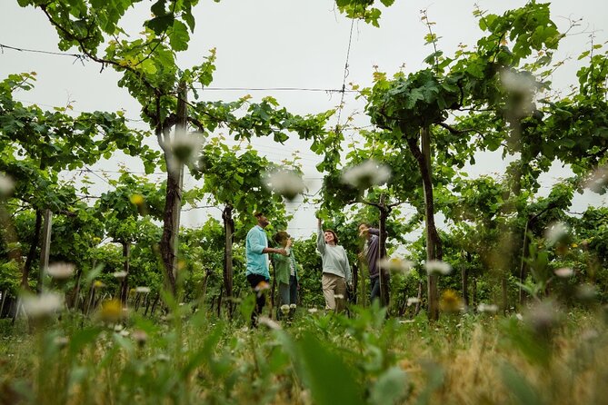TXAKOLI vineyards HIKE, ZUMAIA and GETARIA - Private Outdoor & Gastronomic Tour - Why This Tour Offers Good Value