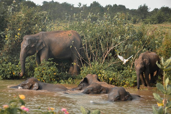 Udawalawe National Park Safari from Mirissa - Authentic Reviews and Experiences