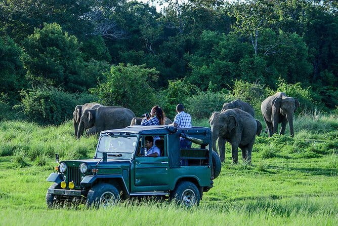 Udawalawe Safari & Elephant Orphanage visit from Hambantota port - Final Thoughts