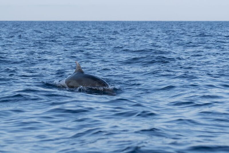 Vrsar: Dolphin-Watching Sunset Adventure with Speedboat - FAQs