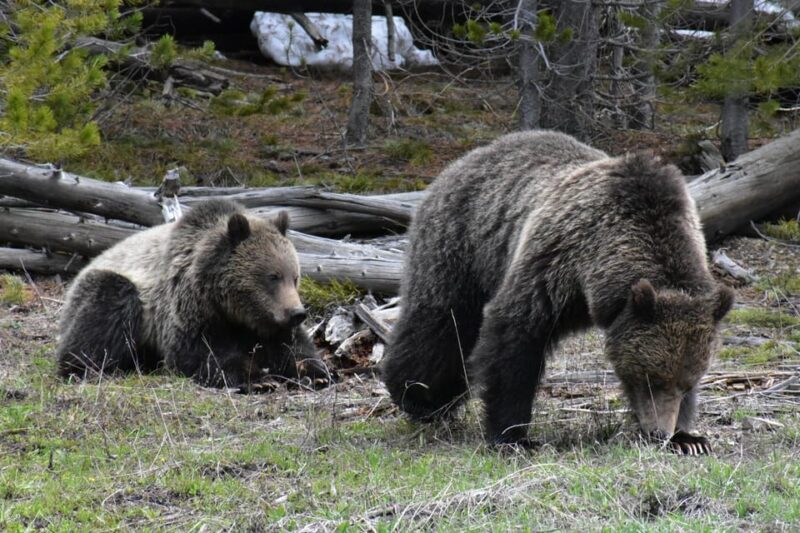Yellowstone Wildlife Tours: From West Yellowstone Montana - Authentic Testimonials