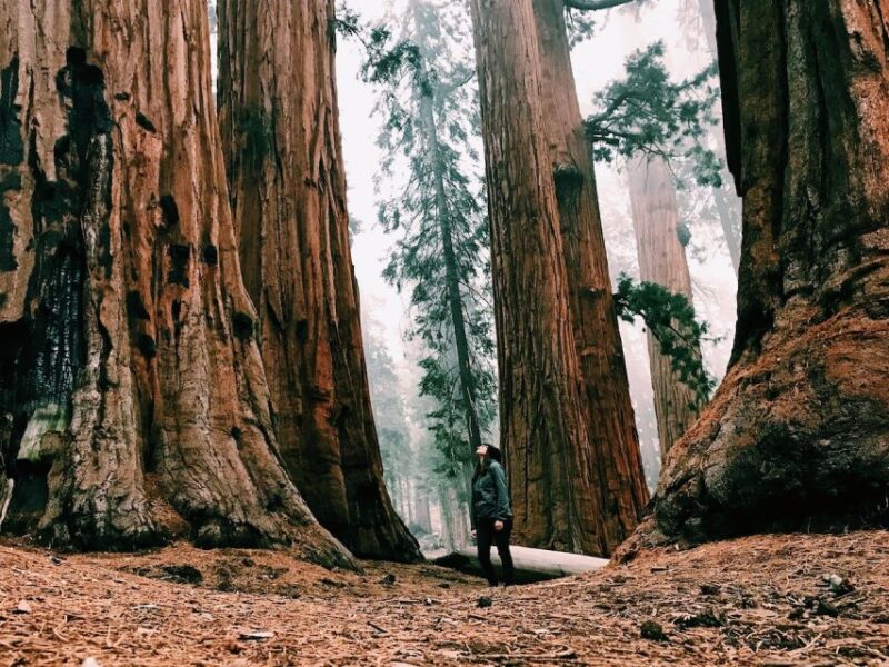 Yosemite Nat'l Park: Curry Village Semi-Guided 2-Day Tour - Final Thoughts