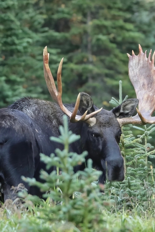 3/4 Day RMNP Mtn to Sky+Bear Lake Rd Tour-RMNPhotographer - Final Thoughts