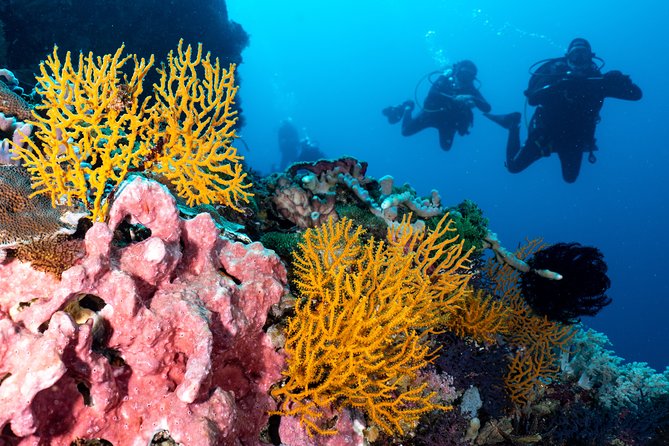 7 Fun Dives in Pemuteran (for certified divers) - Exploration in Menjangan Park - The Sum Up: Who Should Consider This Tour?