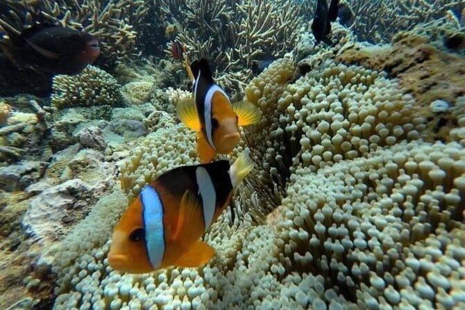 Bali Snorkling Blue Lagoon Beach with Lunch & Private Transport - Who Should Consider This Tour?