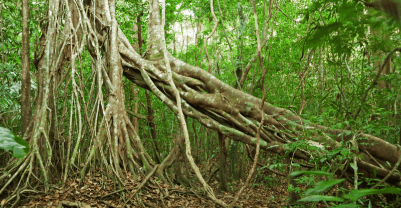 Cat Tien National Park with Crocodile Lake - FAQs