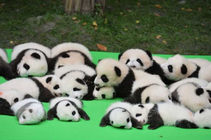 Chengdu: Private Kung Fu Panda Movie Tour with Guide - FAQ