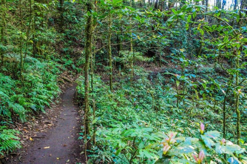 Chiang Mai: Pha Dok Siew Nature Trail & Doi Inthanon Trip - FAQ
