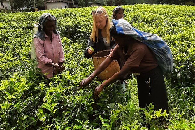 Day tour to Nuwareeliya (Little England) from Kandy - The Sum Up