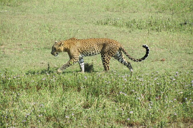 Ella to Yala Safari Tour & Drop-Off (Tangalle / Mirissa / Galle) - FAQ