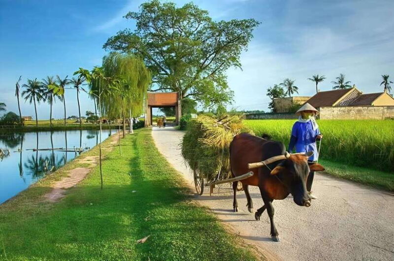 From Hanoi: Duong Lam Village Private Tour In Half Day - The Sum Up