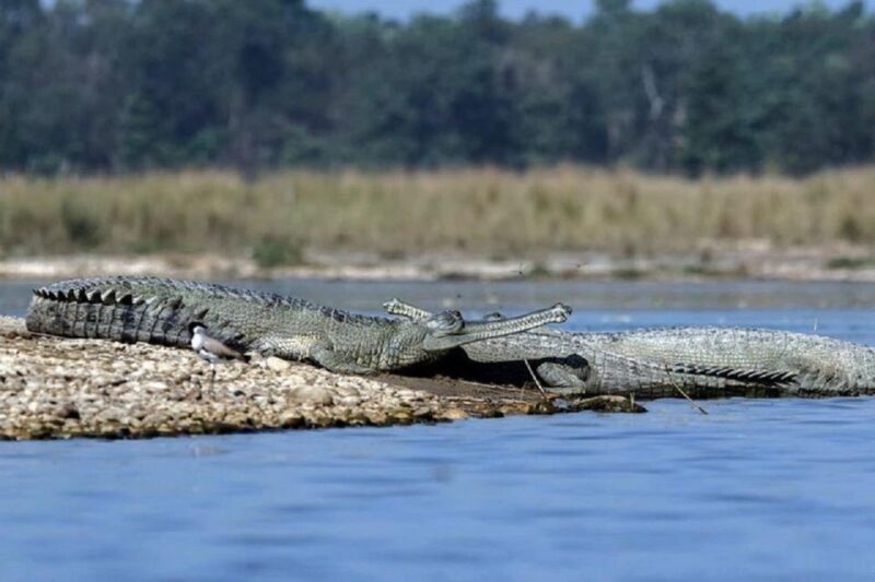 From Kathmandu: 3-Day Chitwan National Park Tour - Practical Tips for Travelers