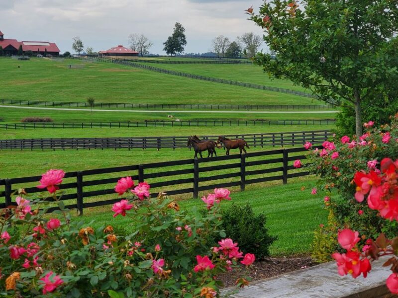From Lexington: Kentucky Horse Farms Tour - Authenticity and Local Flavor