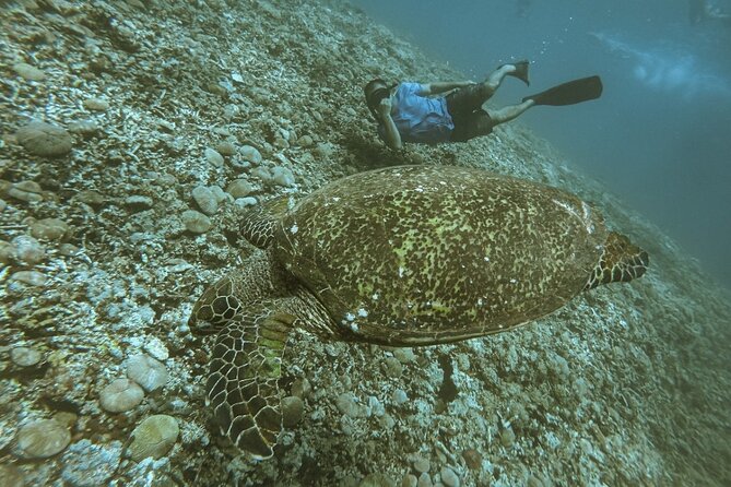 Gili Trawangan,Gili Meno& Gili Air Island:Snorkeling Day Trip Depart from Lombok - Frequently Asked Questions