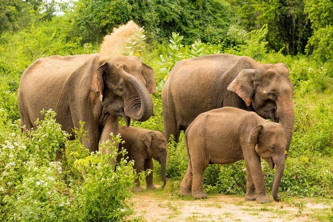 Half Day Udawalawe Safari from Kalutara (Entrance + Lunch) - FAQ
