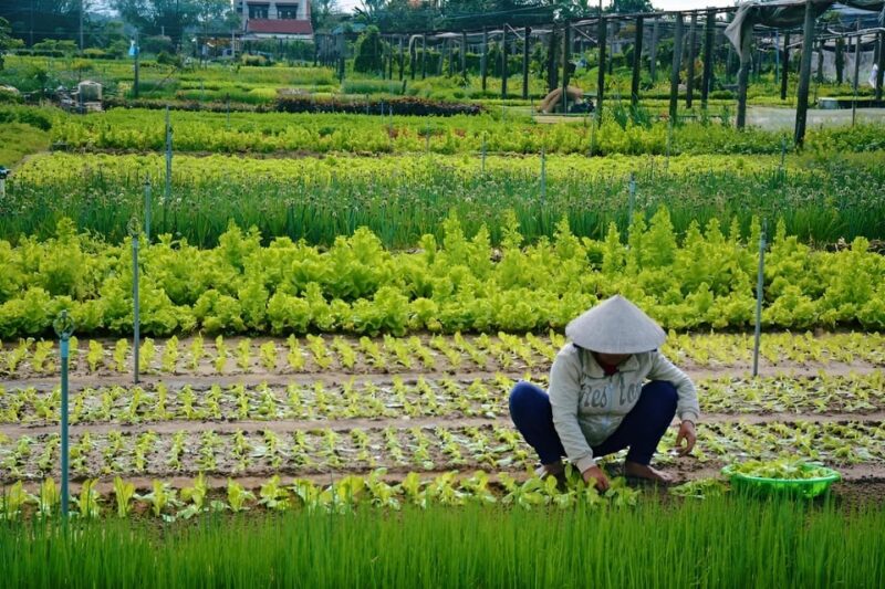 HOIAN: LANTERN MAKINGFARMER AT TRA QUE SMALL GROUP - Authenticity and Reviews