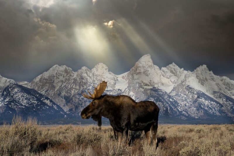 Jackson: Grand Teton & Native American Petroglyph Tour - FAQs