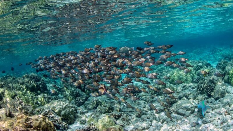 Kailua-Kona: Kealakekua Bay and Captain Cook Monument Tour - FAQ