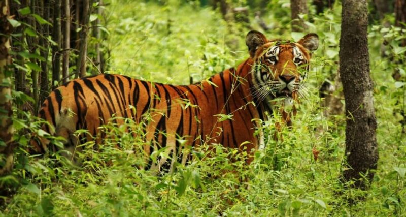 Kathmandu: 4-Day Private Chitwan National Park Safari Tour - FAQ