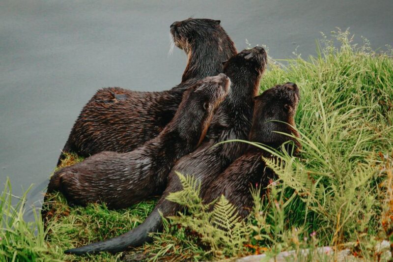 Ketchikan: Alaska Rainforest Sanctuary and Totem Park Walk - Who Will Love This Experience?