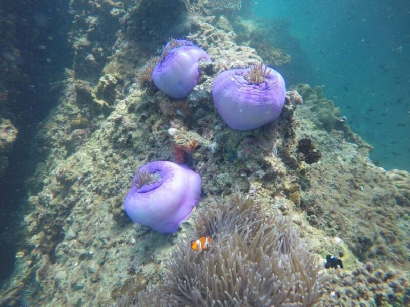 Krabi: Freediving and Snorkeling at Yawasam and Talu Island - Authentic Experiences and Hidden Views