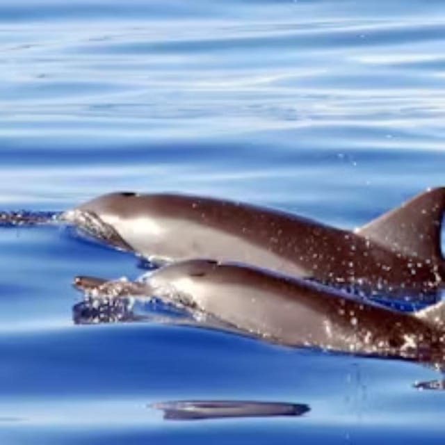 Oahu: Snorkeling & Dolphin Watch Cruise with Hawaiian Buffet - FAQ