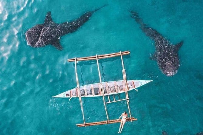 Oslob Whale Shark & Tumalog Waterfalls & Sumilon Sandbar - Final Thoughts