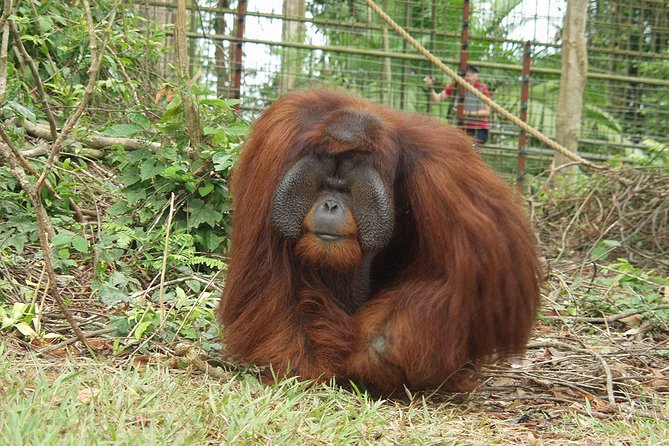 Private Tour : Orang Utan Island & Perak Cave Temple from Kuala Lumpur - FAQ