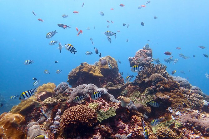 Scuba Diving at Tulamben USAT Liberty Wreck - Authentic Experiences from Reviews