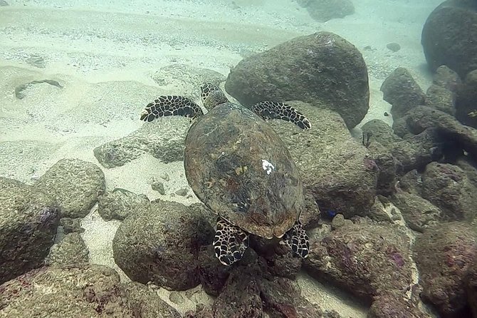 Scuba Diving at Unawatuna - Who Will Love This Experience?