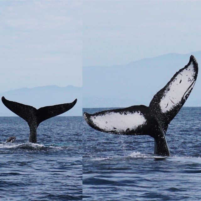 Superior 2hr Private Whale & Dolphin Watching Newport Beach - Final Thoughts