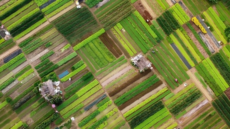 Tra Que Village Vegetable Farm Experience by Bike - Final Thoughts: Is It Worth It?