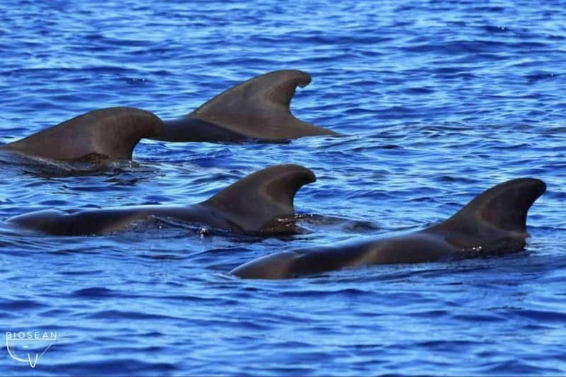 3h Whale Watching Private Tour Costa Adeje Lina7 Mizendoha - The Sum Up: Why Choose This Whale Watching Tour?