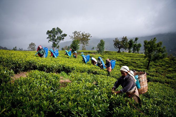 Day tour to Nuwareeliya (Little England) from Kandy - FAQ