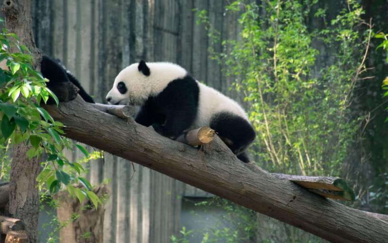 From Chongqing: 7-Day Tour with Wulong, Dazu and Chengdu - FAQ