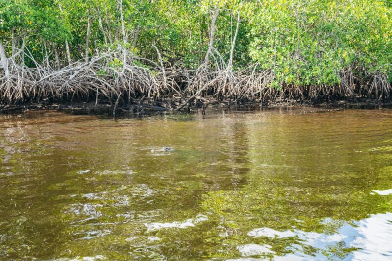 Naples, FL: Manatee Sightseeing and Wildlife Boat Tour - FAQ