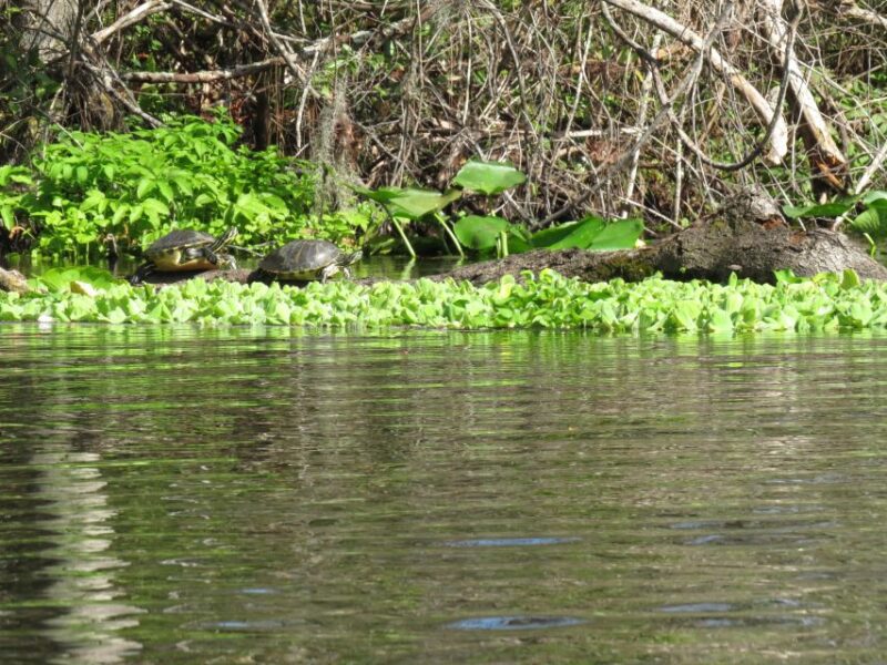 Orlando: Small Group Rock Springs Run Kayak Tour - The Sum Up