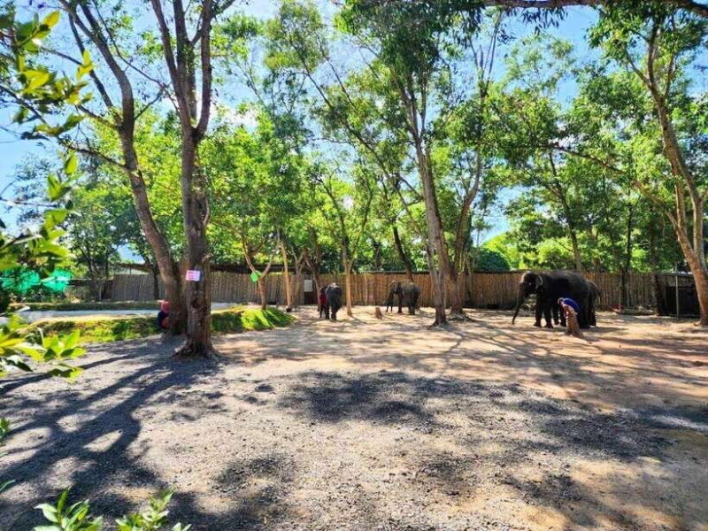Phuket City Tour with Viewpoints, Temples & Elephant Feeding - FAQ