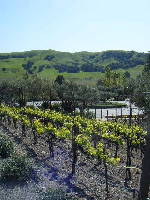 San Francisco: Half Day Wine Tour & Hop-On Hop-Off City Tour - The Sum Up