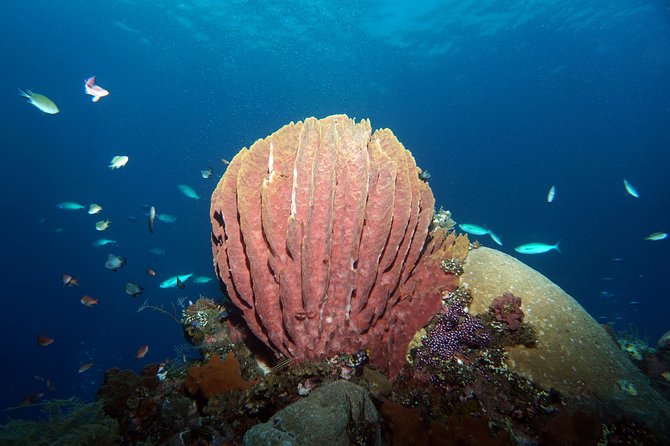 Scuba Diving at Tulamben USAT Liberty Wreck - Who Will Love This Experience?