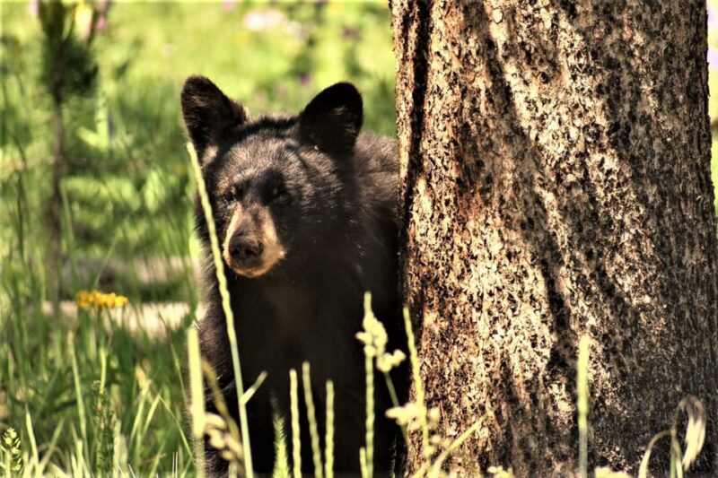 Yellowstone Wildlife Tours: From West Yellowstone Montana - FAQ