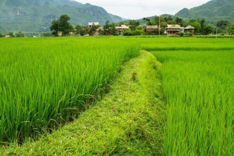 From Hanoi: Full-Day Mai Chau Group or Private Tour - Final Thoughts