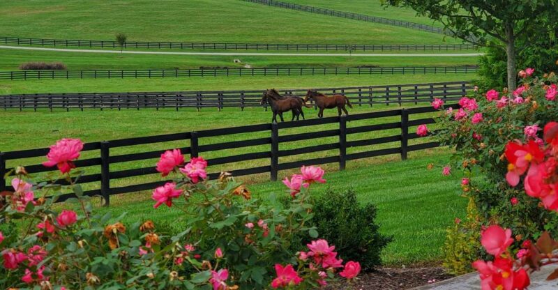 From Lexington: Kentucky Horse Farms Tour - Final Thoughts