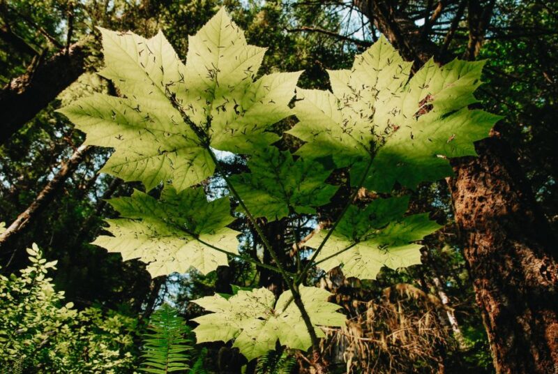Ketchikan: Alaska Rainforest Sanctuary and Totem Park Walk - FAQ