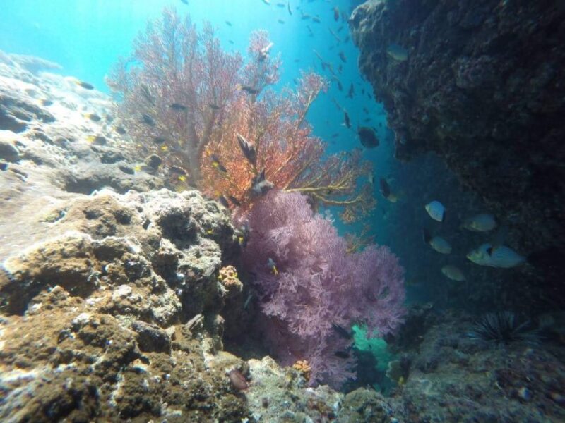 Krabi: Freediving and Snorkeling at Yawasam and Talu Island - The Sum Up
