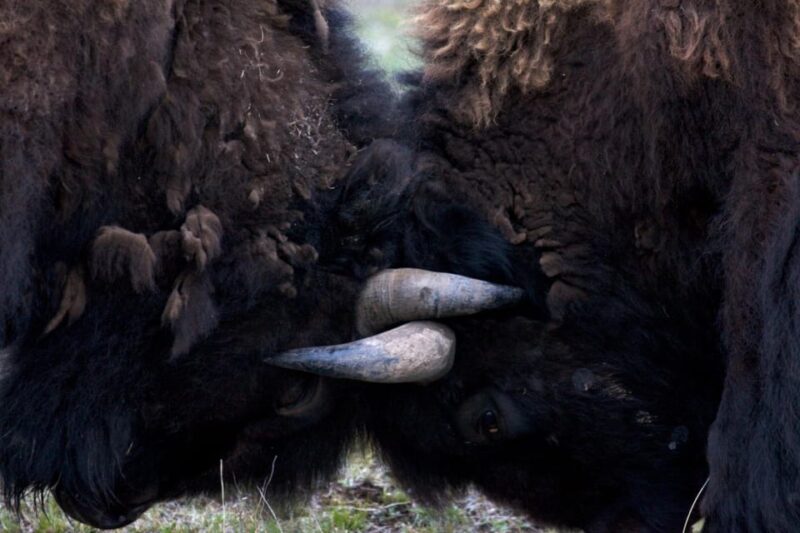Private Tour of Yellowstone National Park - FAQ