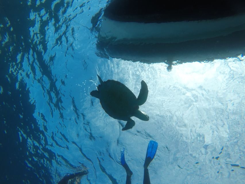 Abades: Tenerife Turtles and Rays Snorkeling Trip - The Experience: From Meeting to Marine Adventure
