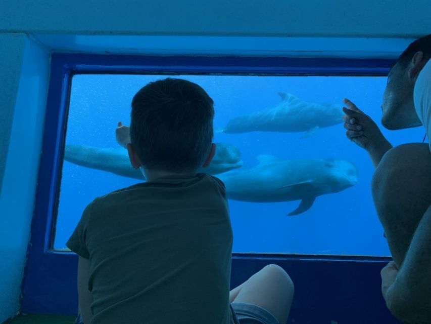 Adeje: Whale and Dolphin Watching Cruise with Lunch and Swim - Who Should Book This Tour?